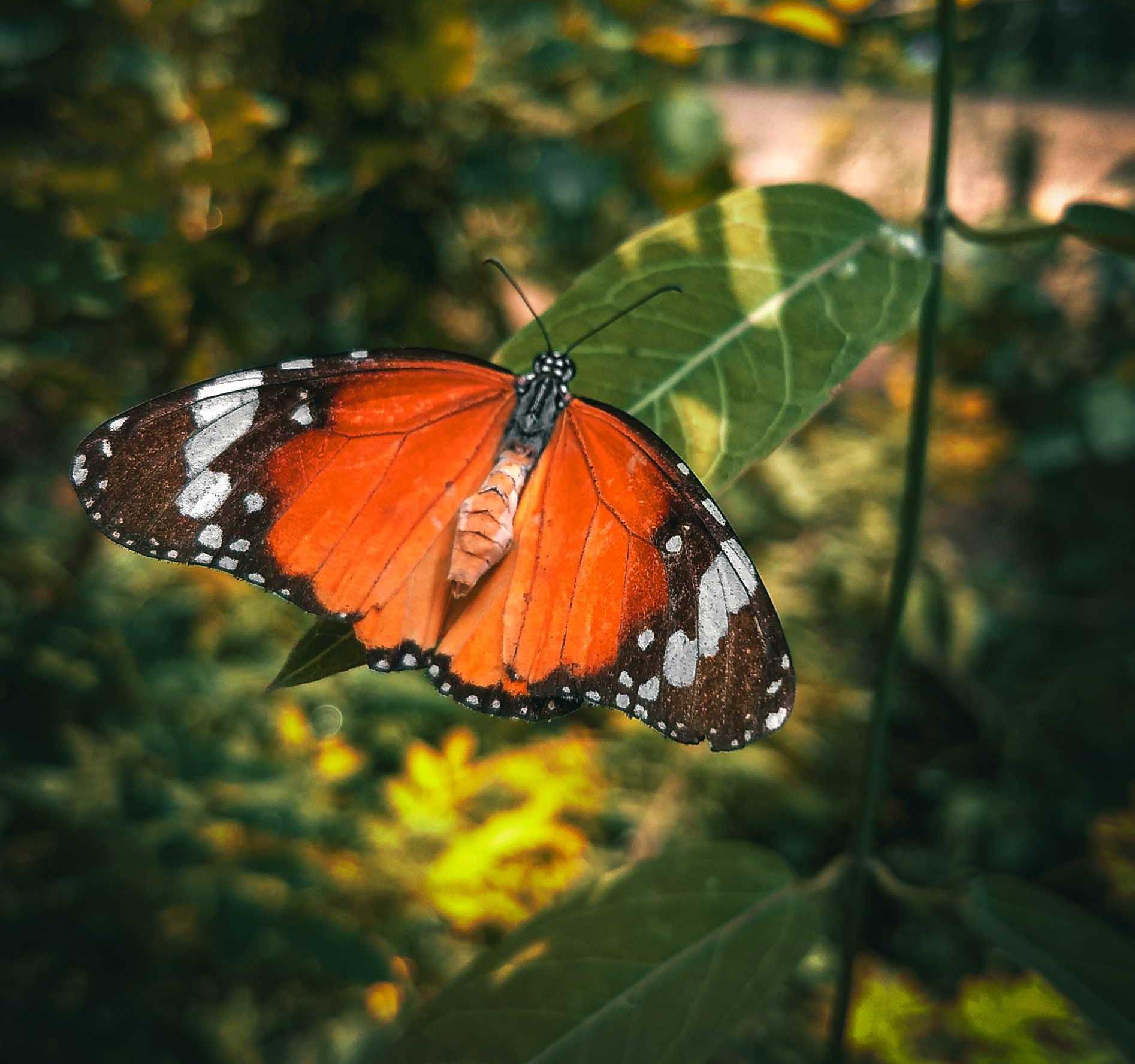 R.k Mishra | Web Developer